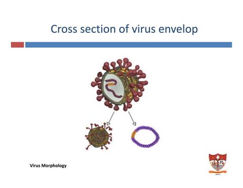 Virus Morphology Ppt