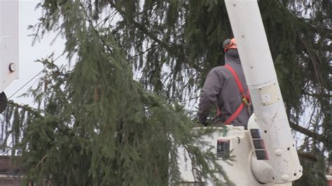 Weekend Snowfall Christmas Tree Pruning Brings Festive Feelings Wny