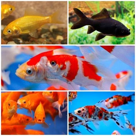 Buy 5 6 Cm Assorted Comet Goldfish Uk Online Marine Specialists