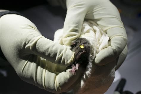 Investigating Urinary Markers From Insectivorous Bats Research