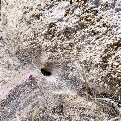 Desert Spider Hiding Hole Web Insect Hunting Spiders Home Dangerous