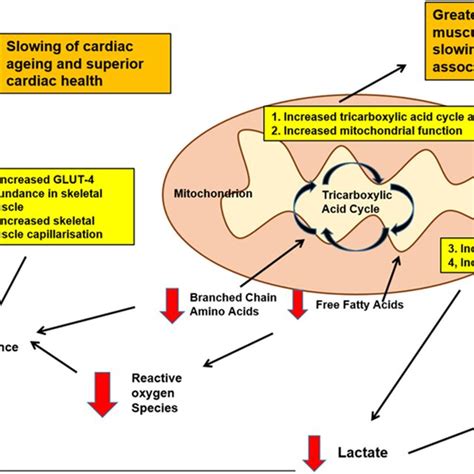 Complications Of Typhoid Fever Download Scientific Diagram