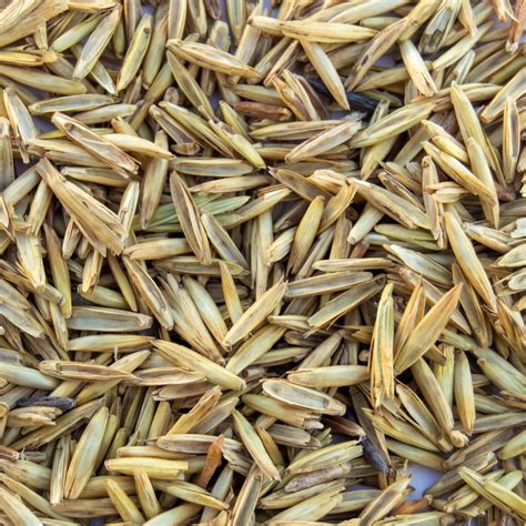 Intermediate Wheatgrass Green Cover