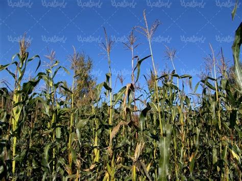 مزرعه ذرت ایران طرح