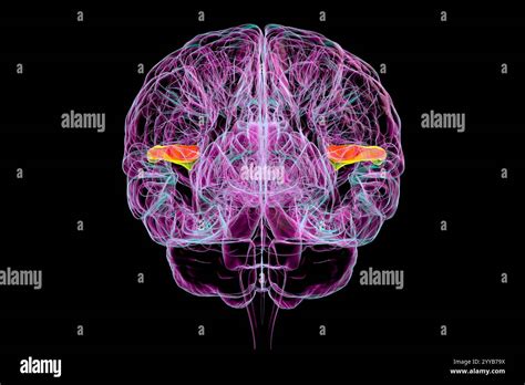 Computer Illustration Of A Human Brain With The Transverse Temporal