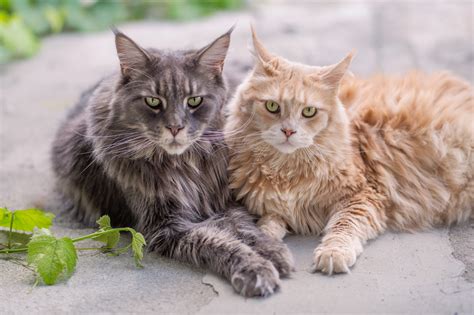 The Best Brush For Your Maine Coon Catsinfo