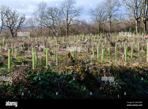 Rows Of New Tree Saplings Planted In A Field Protected By Plastic Tubes