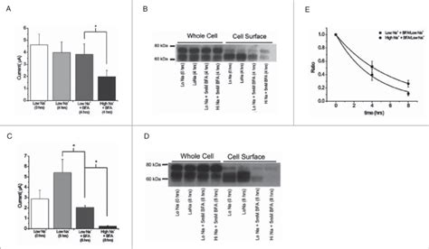 High Na C Incubation Decreases Cell Surface Expression Of Cleaved G Download Scientific Diagram