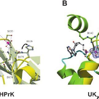 Structure Of The Full Length HPr Protein Kinase From Staphylococcus Download Scientific Diagram