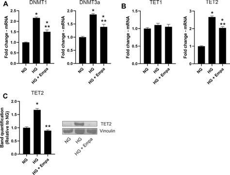 Effects Of Empa On Dnmts And Tets Enzymes Ab Qrt Pcr For Dnmt1