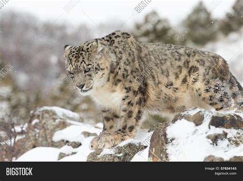 Rare Elusive Snow Image And Photo Free Trial Bigstock