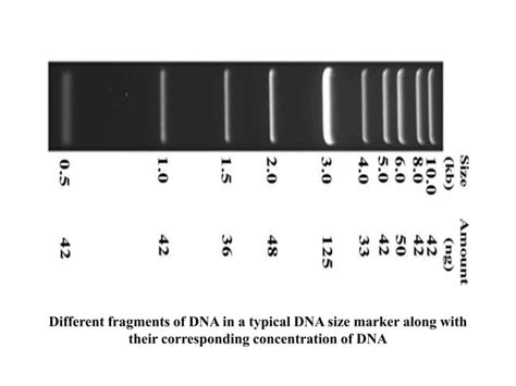 Quantitation Of Dna Pptx