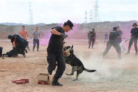 “汪者荣耀” 白银公安分局巡警大队警犬技术中队荣获公安部表彰澎湃号·政务澎湃新闻 The Paper