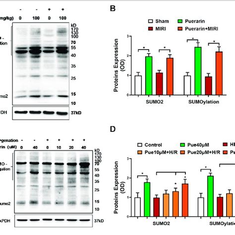 Effects Of Puerarin On Sumo2 Expression And Sumoylation In Mouse Download Scientific Diagram