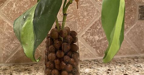 Philo Brasil Album On Imgur