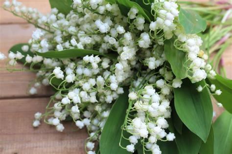 Le muguet quand et où en planter dans son jardin