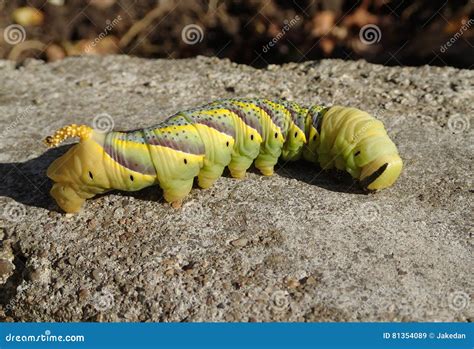 Big Colored Caterpillar Stock Image Image Of Cement 81354089
