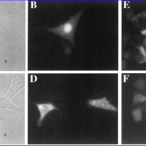 Subcellular Localization Of Gfp And Ncgfp Nih 3t3 Ad And Hela