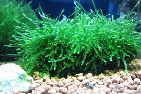 Java Moss Plant Complete Care Guide Planting And Propagation