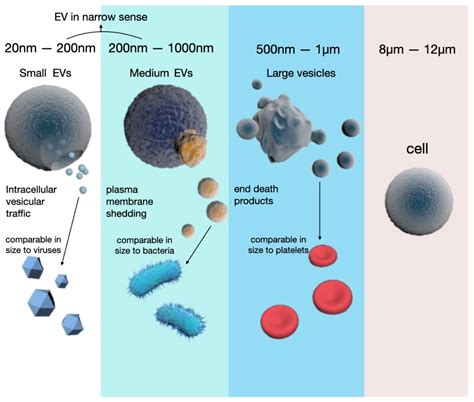 The Evolving Role Of Caveolin 1 A Critical Regulator Of Extracellular