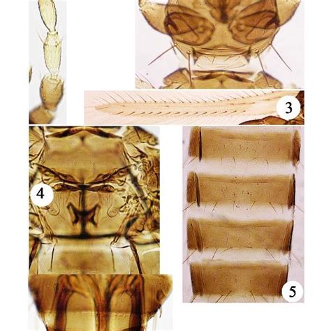 Sericothrips Bicornis 1 Female 2 Male 3 Antenna Female 4 Download Scientific