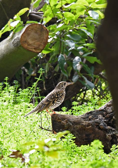 ガリちゃんの鳥撮り記 少し遅めのトラツグミ