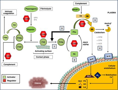 Relevance Of The Interactions Between The Complement And Contact