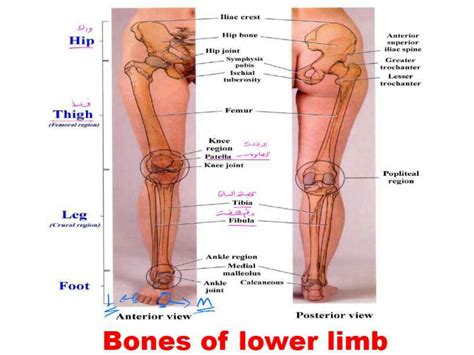 Solution Anatomy Lower Femur Patella Tibia Fibula Hip Joint Knee Joint