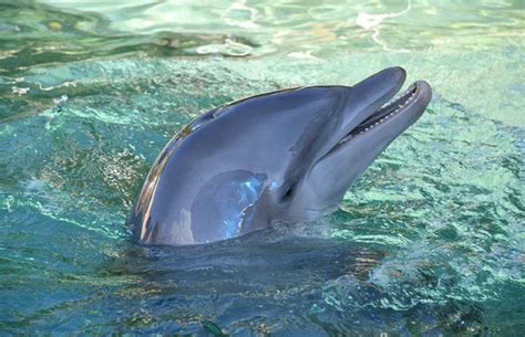 Exigen liberación de delfines del Miami Seaquarium