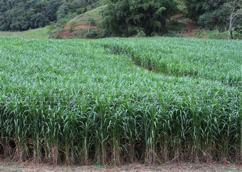 Capim Elefante Napier AgropecuÁria