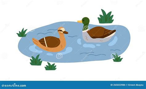Northern Mallards Stock Illustrations 1 Northern Mallards Stock