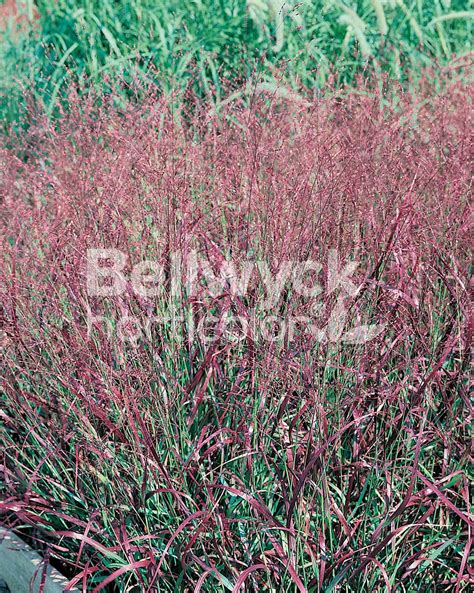Panicum Virgatum ‘shenandoah Norview Gardens Ltd