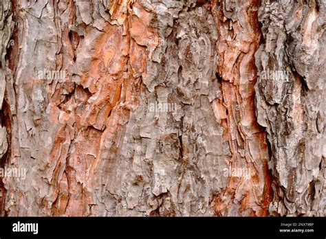 Pine Bark Texture Macro Tree Trunk Detail With Large Scales Closeup View Forest And Trees