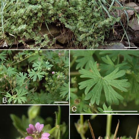 Geranium Pusillum L A Habit B Branch And Inflorescence C Leaf D