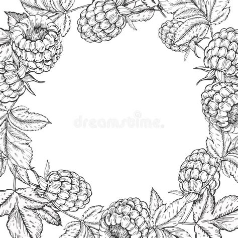 Raspberry Vector Black And White Frame Hand Drawn With Ink Stock