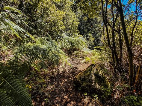 Pico Verde Hike Tenerife Summit Trail Guide