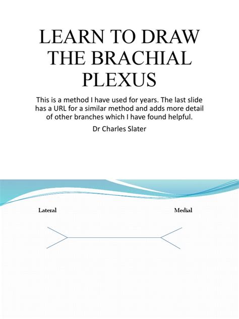 Brachial Plexus Drawing Pdf