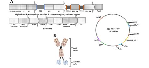 Construction Of Plasmid For The Generation Of Agr2xpd1 Bsab A Bpha