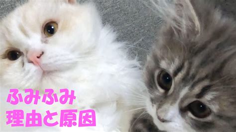 お手々でふみふみする意味と理由・原因は？【猫ネコねこ豆知識編】 ねこちゃん島