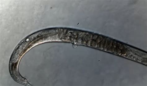 Worms Can Evolve To Survive Intersex Populations Nsf National Science Foundation