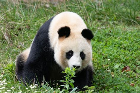 Close Up Giant Panda Chengdu China Stock Image Image Of Cute Asian