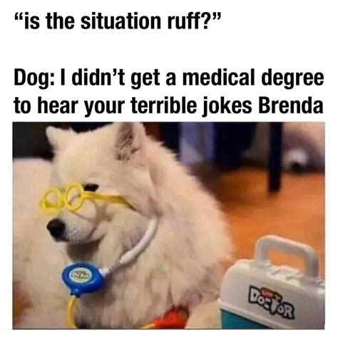 damnit brenda this is serious meme by arbosa memedroid