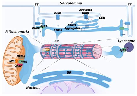 The Sarcoplasmic Reticulum Of Skeletal Muscle Cells Encyclopedia Mdpi