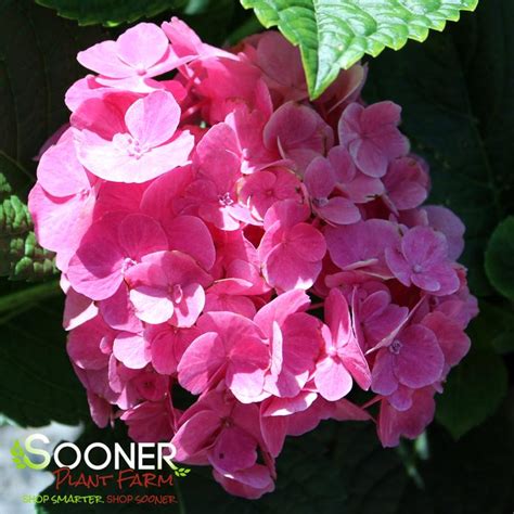 Lets Dance Big Easy® Hydrangea Sooner Plant Farm