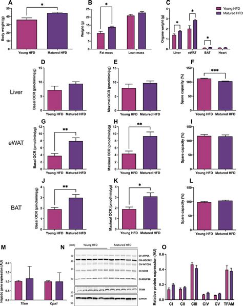 Maturing On High Fat Diet Body Parameter Tissue Ocr Measurements And