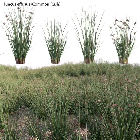 Juncus Effusus Common Rush 02 3d Model 3dtree