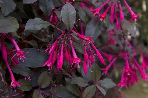Fuchsia Brutus