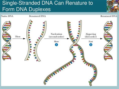 Ppt Chapter 11 Structure Of Nucleic Acids Powerpoint Presentation