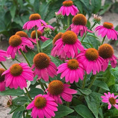 Pow Wow Echinacea Flowers Perennials Fall Perennials Echinacea