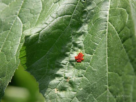 Zucchini Leaves With Insect Eggs In Macro Photo Photograph By Nancy Lee